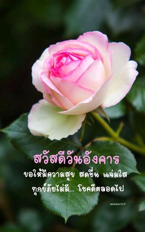 ปักพินโดย Supat Patthamathin ใน การบันทึกอย่างรวดเร็ว สวัสดีตอนเช้า วอลเปเปอร์ รูปภาพ