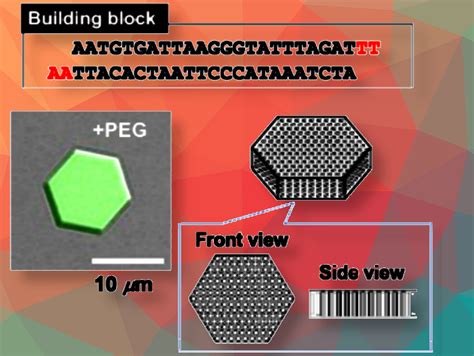 Micro Sized Hexagonal Liquid Crystalline DNA ChemistryViews