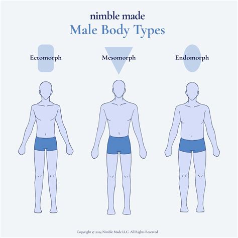 Male Body Types Explained Charts And References Nimble Made