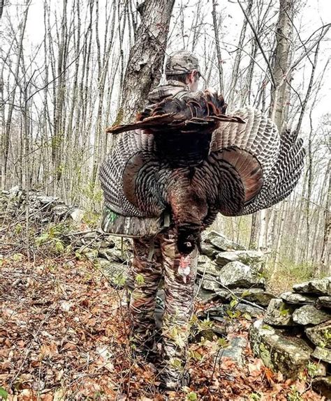 Early Season Turkey Hunting Tips Expert Strategies For Success Dick