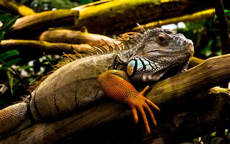 🔥 28 Iguana Wallpapers Wallpapersafari