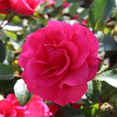 Rosa Morden Amorette Multiplants