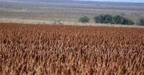 Producers In New Mexico Encouraged To Apply Now For Usda Conservation