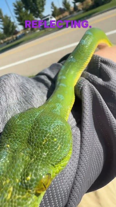 Zucchinis Face Gives Me Alien Vibes Gtp Aru Biak Greentreepython