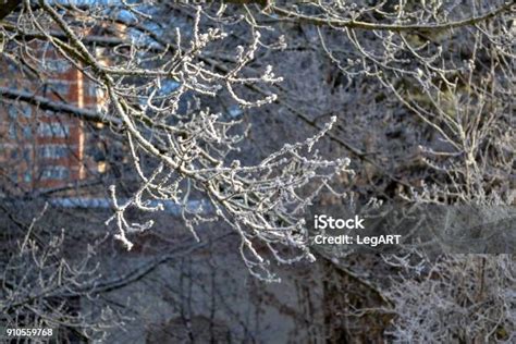 겨울 나무 하 고 풀 무 겁 게 깊은 눈 천지 눈 서리가 내린 러시아 겨울입니다 2015년에 대한 스톡 사진 및 기타 이미지 2015년 가득 찬 겨울 Istock