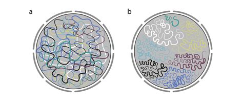 1 Models Of DNA Folding Behavior Download Scientific Diagram