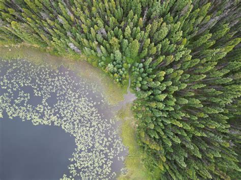 Get To Know The 5 Freshwater Wetland Classifications Bcwf Watershed Team