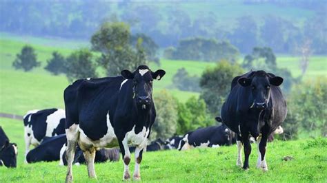 Woman Headbutted And Trampled By Cow At Wattle Flat On Fleurieu