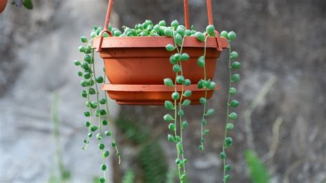 How To Propagate String Of Pearls Like A Pro And A Common Mistake To Avoid