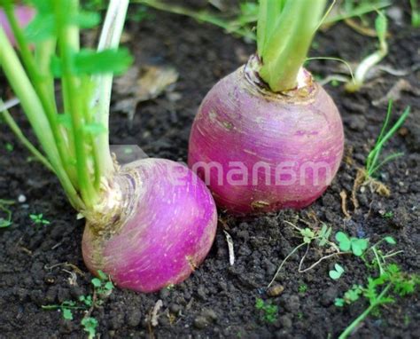 თესლი თალგამურას Gl Seeds შვედური 2გ Extra Ge 489600