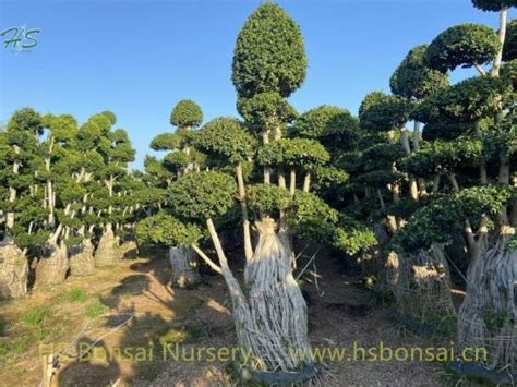 Wholesale Ficus Multi Aerial Root Plant Supplier Manufacturer