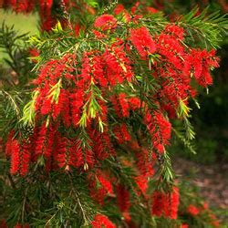 Callistemon Viminalis Growing Native Plants