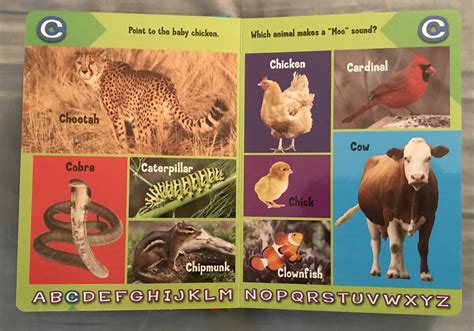 List Of Species In Alligator To Zebra Abcs Learning Your Abcs With