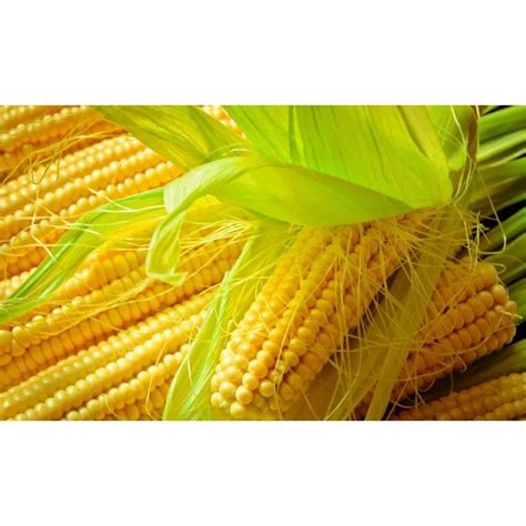Yellow Raw Maize High In Protein At ₹ 23 Kg In Chennai Id 2852132989830