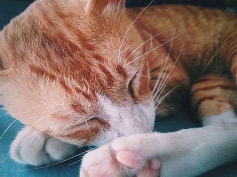 Premium Photo Close Up Of Ginger Cat Sleeping On Chair