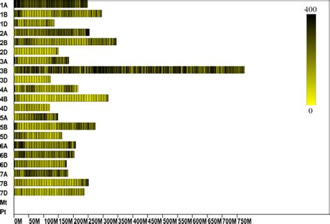 Snp Distribution On Wheat Genome Download Scientific Diagram