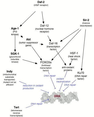 Genetics Of Aging Alchetron The Free Social Encyclopedia