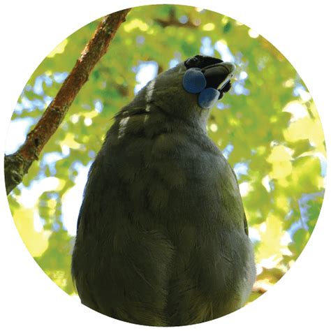 Learn About Kōkako — Kaharoa Kokako Trust