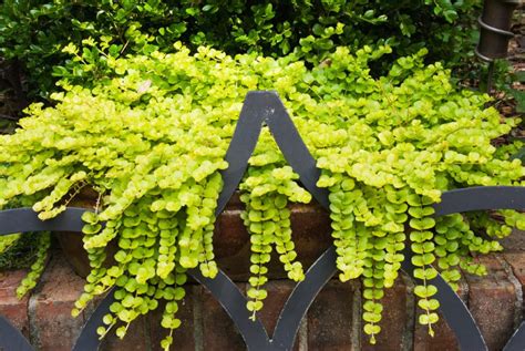 5 plantes qui peuvent rester en jardinière pendant toute une année