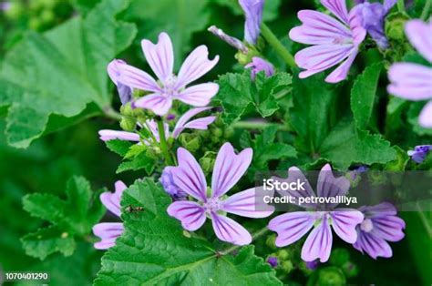 말 바 Sylvestris Mallow 속 아욱과의 가족에 말 바의 한 종족 이며 유형 종 속에 대 한 것으로 간주 됩니다 0