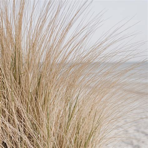 Premium Photo Dried Grass Stems On Beach With White Sand Neutral