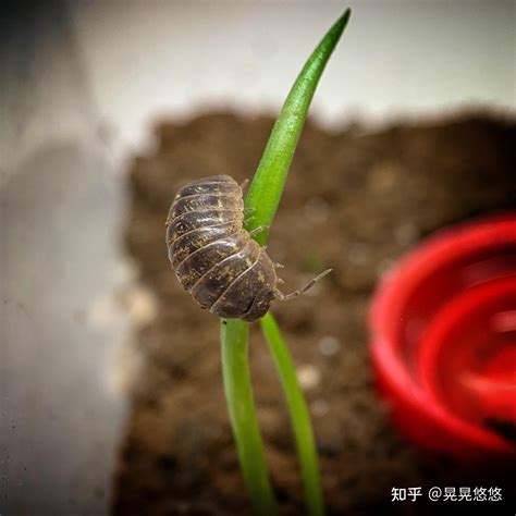 院子里的虫子们 知乎