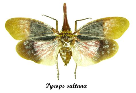 Pyrops Sultanus Spread Insect Collectors Shop Collectionneur D
