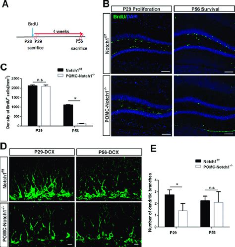 Decreased Progenitor Survival And Dendritic Branches In Dg Of