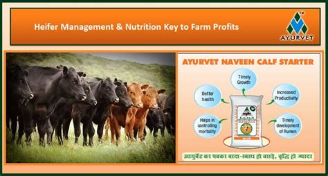 Heifer Management And Nutrition Key To Farm Profits