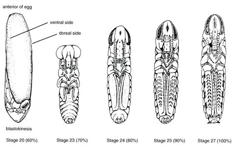 Grasshopper Development Embryology