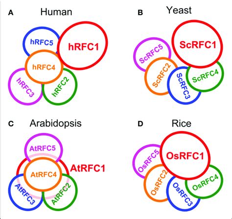 The Models Of Rfc Subunits Arrangement In Human A Yeast B Download Scientific Diagram