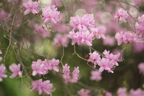 毎年花を咲かせるって羨ましい Pentaxで綴る写心日記