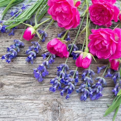 Lavender Rose Fragrance Oil Oregon Trail Soapers Supply