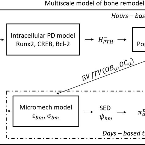 Schematic Representation Of The Algorithmic Formulation Implemented In