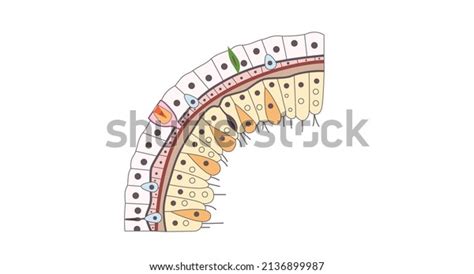 Structure Hydra Cross Section Hydra Polyp Educational Stock Vector