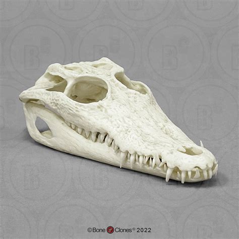 6 1 2 Inch Saltwater Crocodile Skull Bone Clones Inc Osteological
