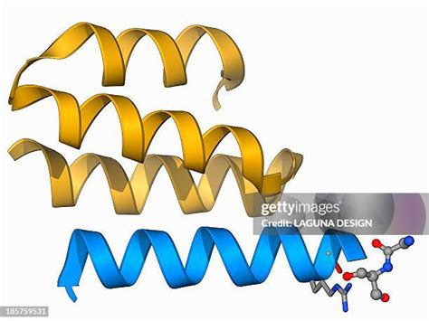 Bovine Collagen Photos And Premium High Res Pictures Getty Images