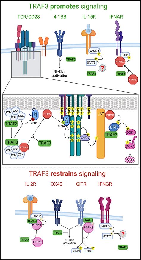 Frontiers Traf3 Guardian Of T Lymphocyte Functions