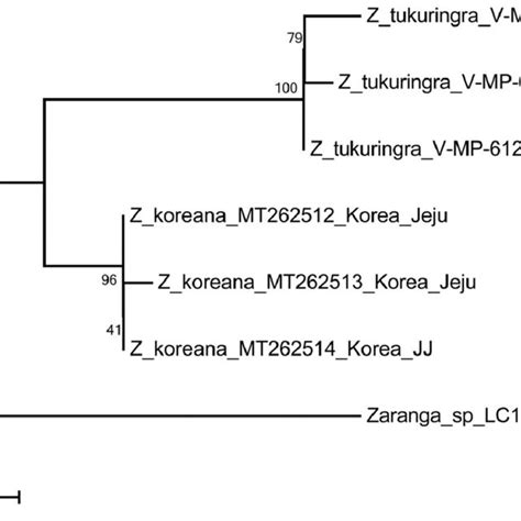 List Of The Zaranga Samples For Mtdna Extraction Download Scientific