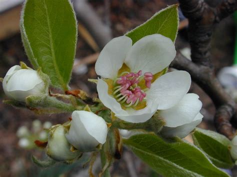 Urban Agrarian Pear Pollination