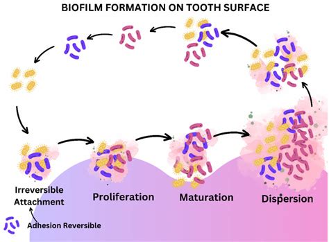 Bioprospecting And Exploration Of Phytochemicals As Quorum Sensing