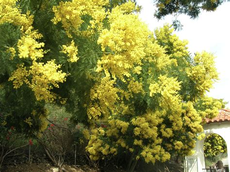 Акация низбегающая – дерево и древесина – Acacia decurrens
