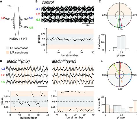 Afadin Mutant Mice Show Abnormal Left Right Alternation In Isolated Download Scientific Diagram
