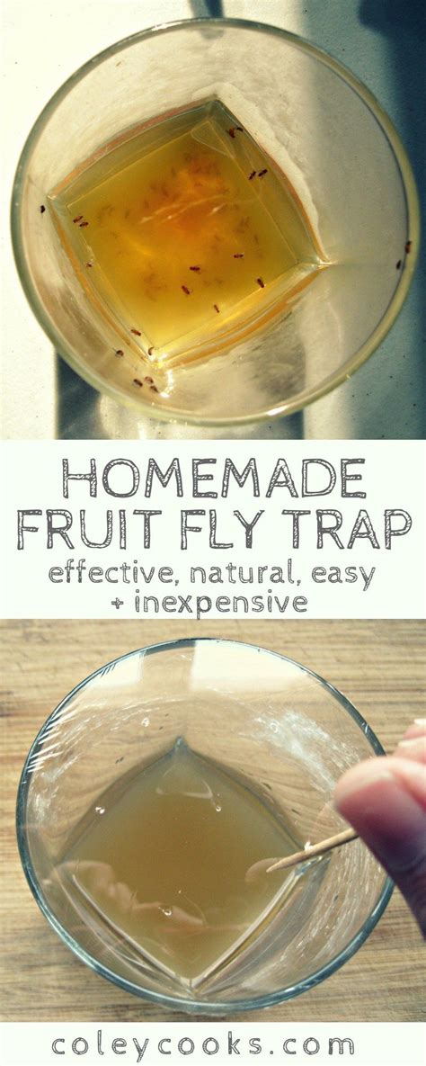 Easy Homemade Trap To Get Rid Of Fruit Flies Homemade