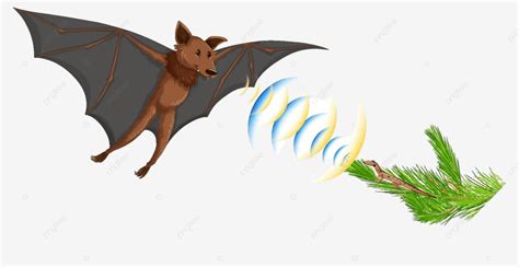 Echolocation In Bats Isolated On White Background Echolocation Eps Artistic Vector Echolocation