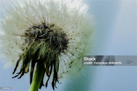 흐린 가을날의 목가적 인 배경에 부드러운 녹색 잔디에있는 아름다운 하얀 민들레 0명에 대한 스톡 사진 및 기타 이미지 0명 가을 고요한 장면 Istock