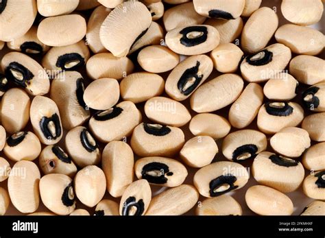 Cowpeas Vigna Unguiculata Black Eyed Bean Cowpea Woodpea Stock