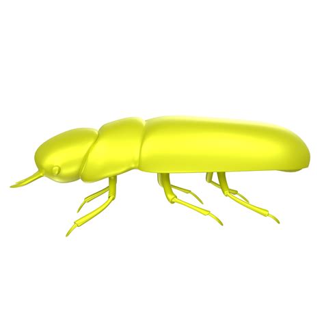 Beetle Bug Isolated On Background PNG