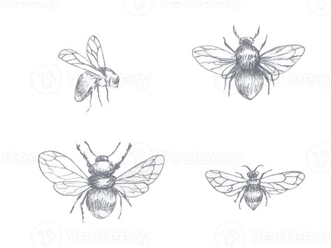 Drawing Of A Bee A Bumblebee With Spread Wings Drawing In Pencil 17398714 Png