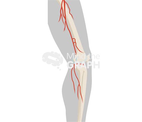 Free Popliteal Artery Standing Icons Symbols Pictures And Images